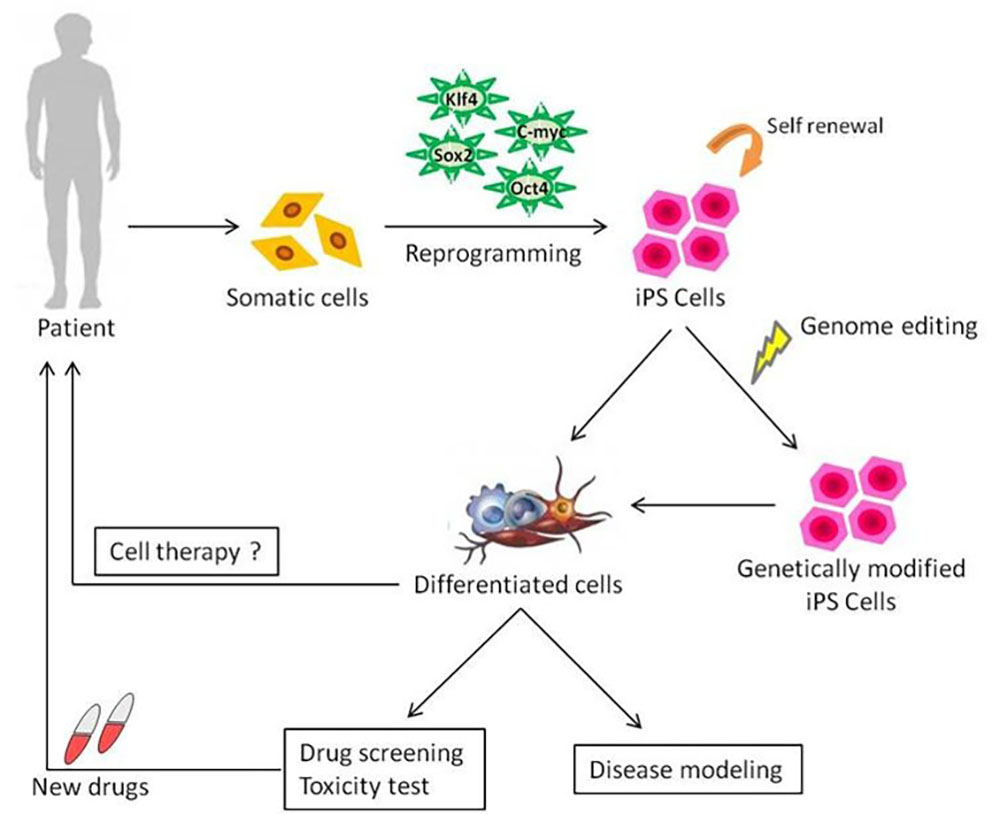 ICV-iPS - Ingénierie Cellulaire et Vectorologie